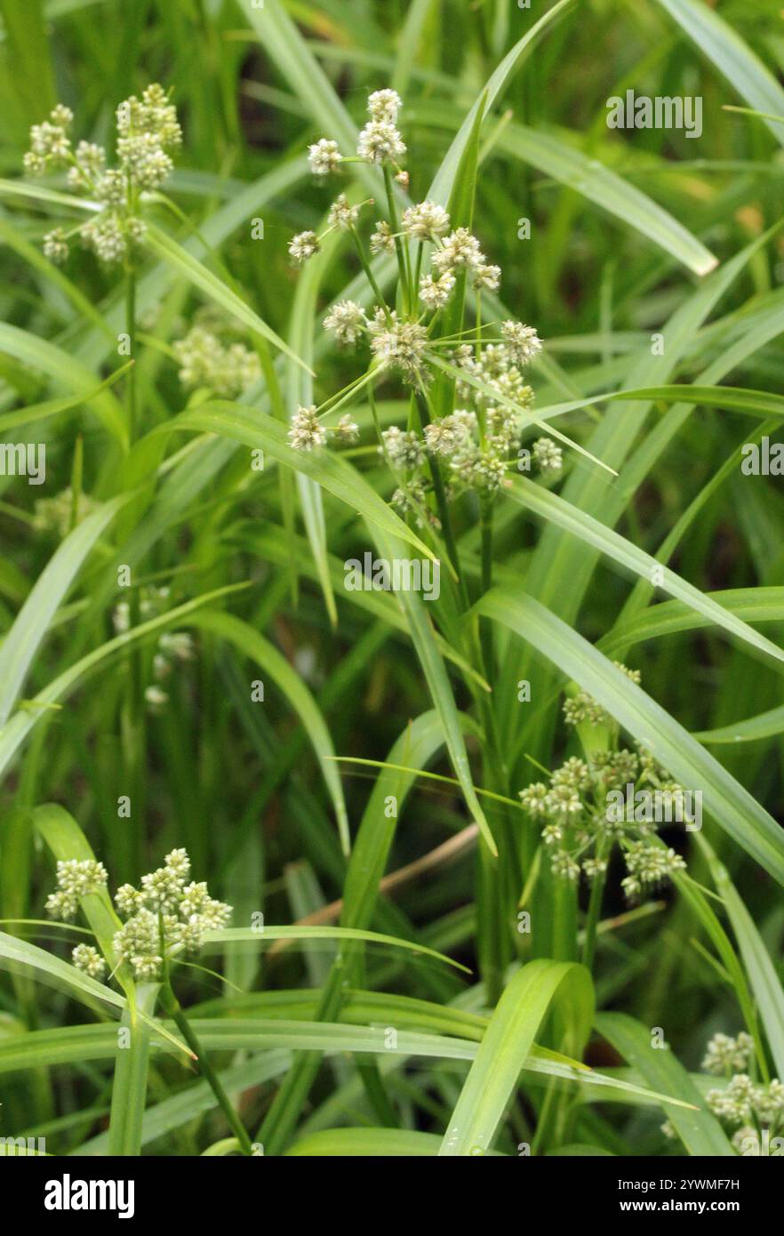Panicled Bulrush (Scirpus microcarpus Stock Photo - Alamy