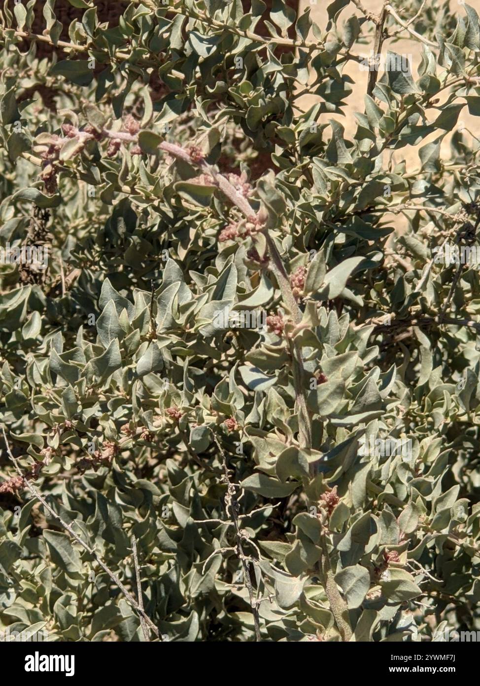 Mediterranean Saltbush (Atriplex halimus Stock Photo - Alamy