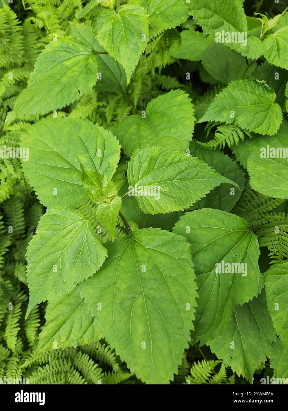 wood nettle (Laportea canadensis Stock Photo - Alamy