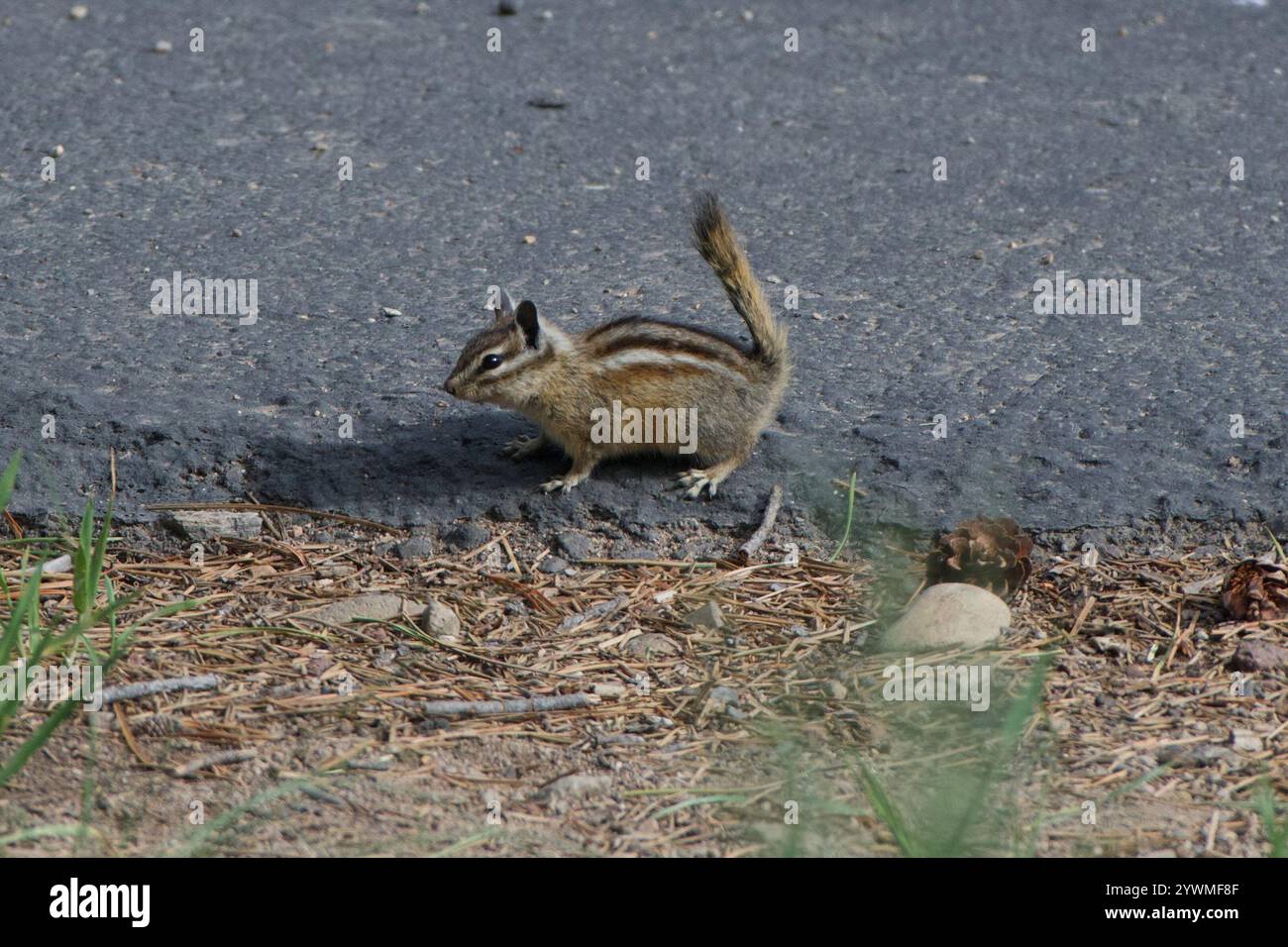Western Chipmunks (Neotamias Stock Photo - Alamy