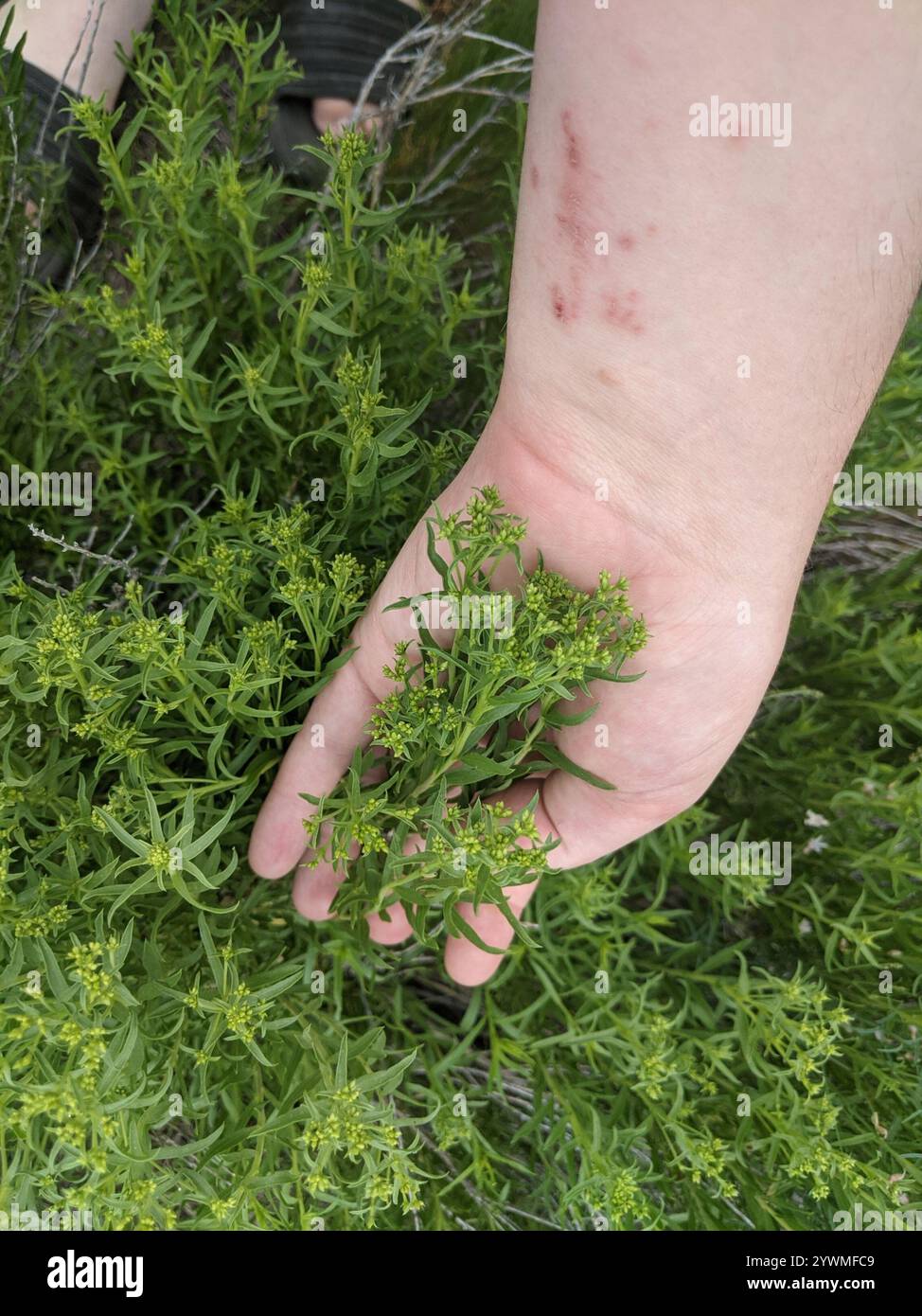 Yellow Rabbitbrush (Chrysothamnus viscidiflorus Stock Photo - Alamy