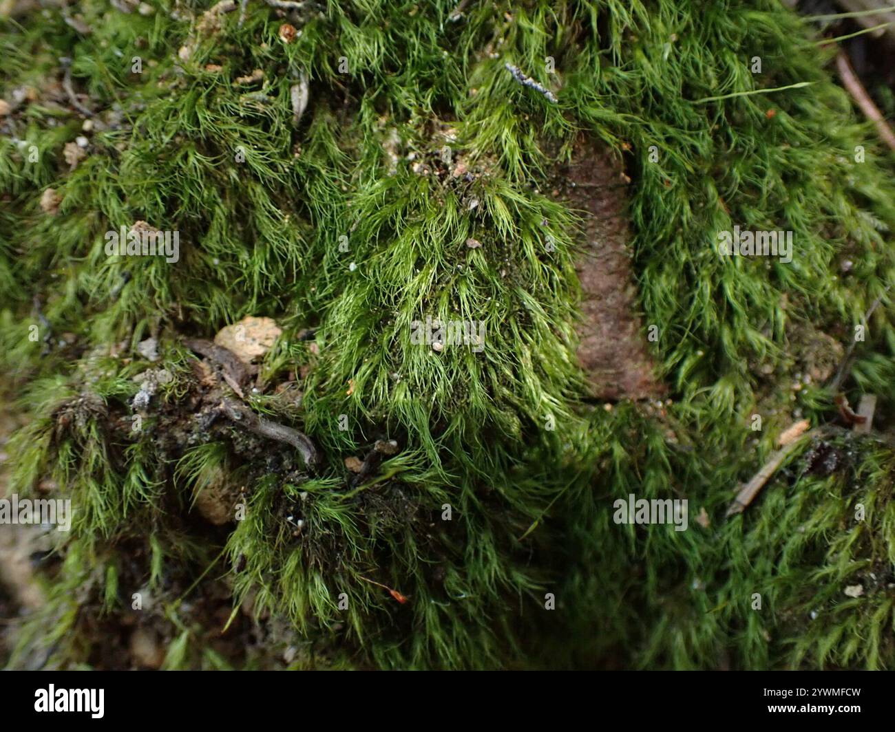 Silky Forklet-moss (Dicranella heteromalla Stock Photo - Alamy