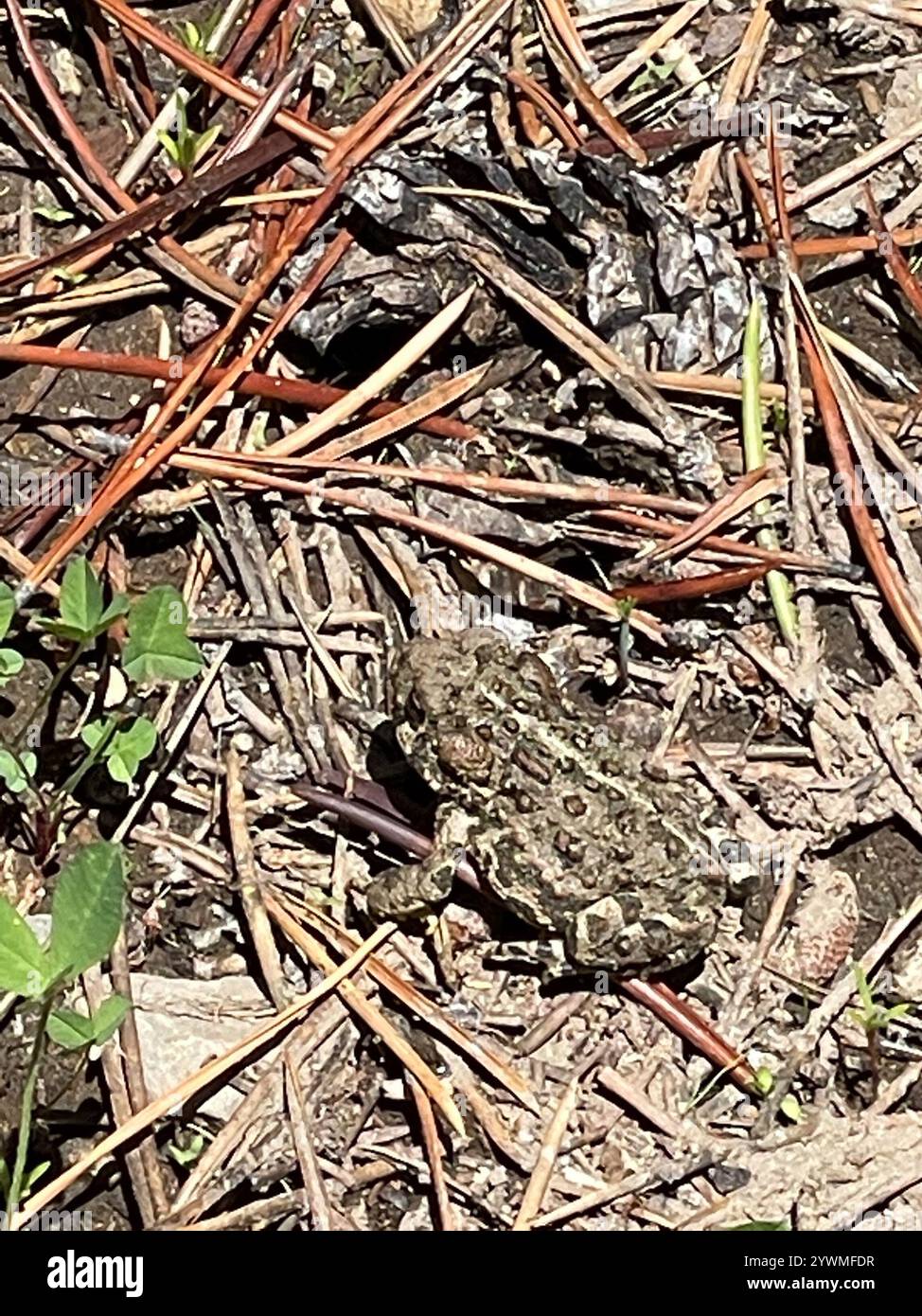 Western Toad (Anaxyrus boreas Stock Photo - Alamy