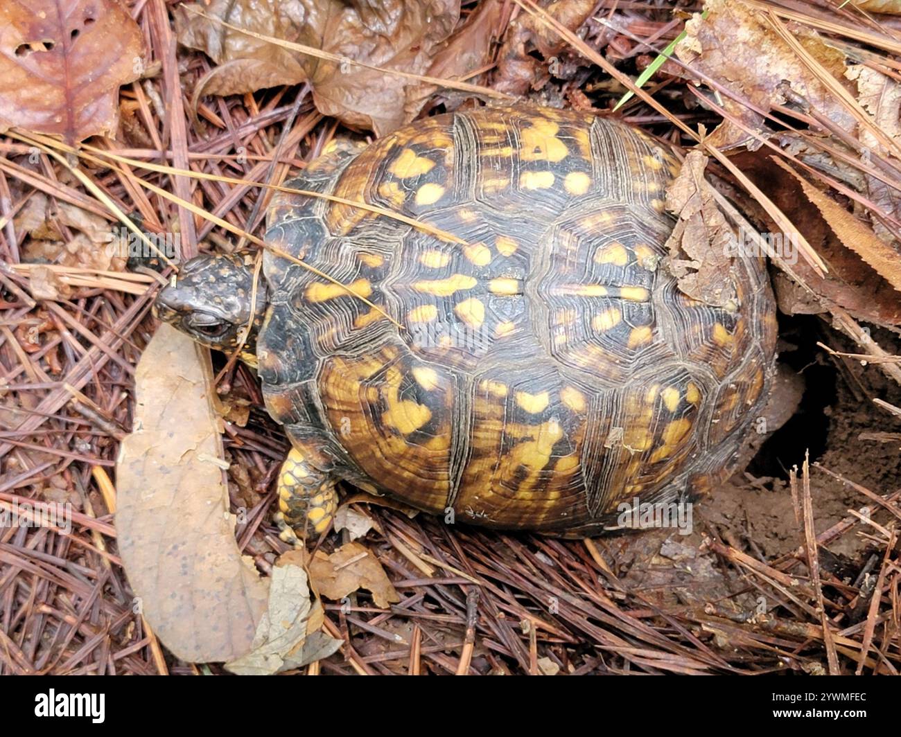 Common Box Turtle (Terrapene carolina Stock Photo - Alamy