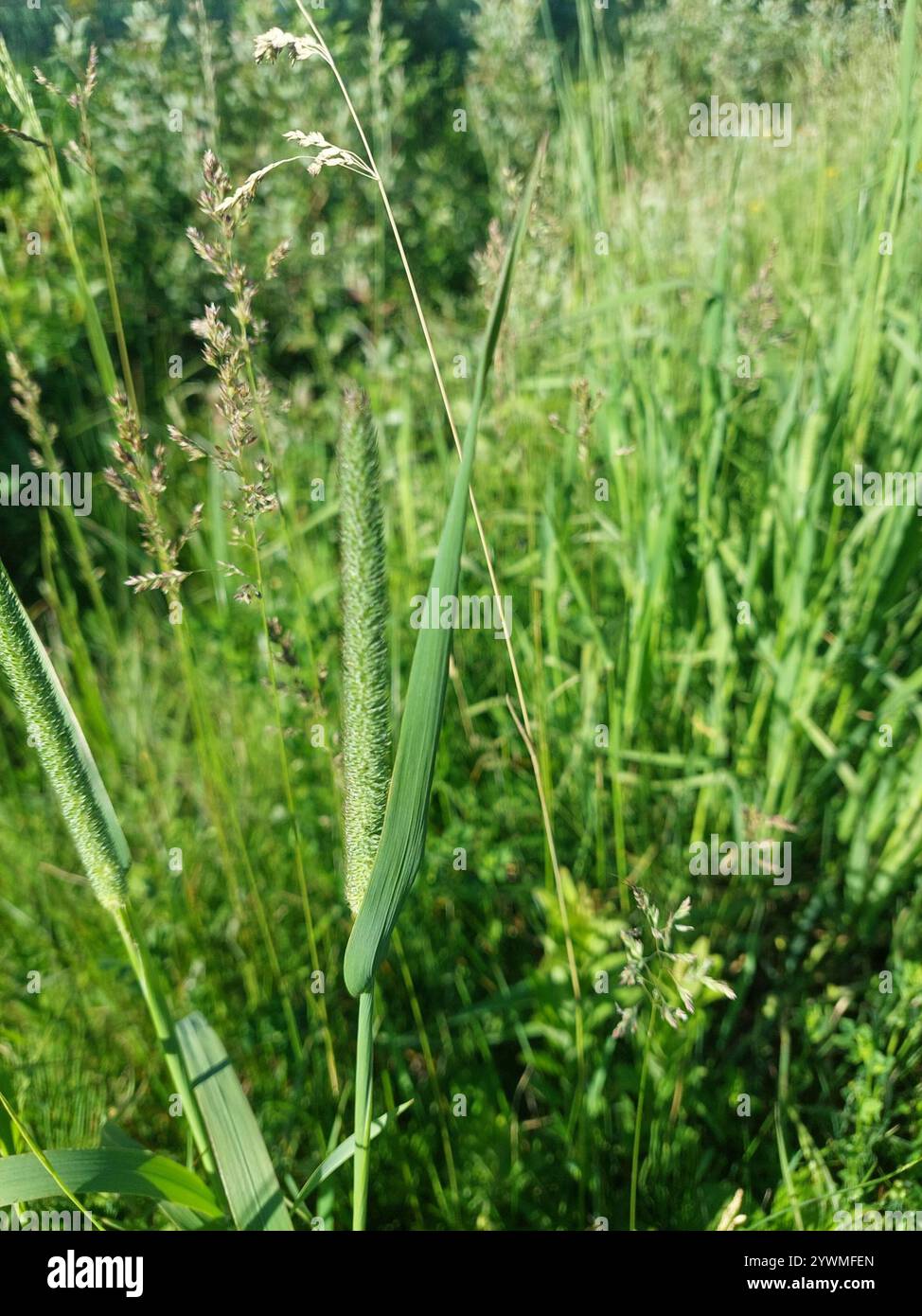 Timothy grass (Phleum pratense Stock Photo - Alamy
