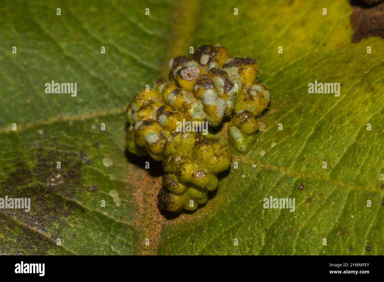 Gall and Rust Mites (Eriophyidae Stock Photo - Alamy