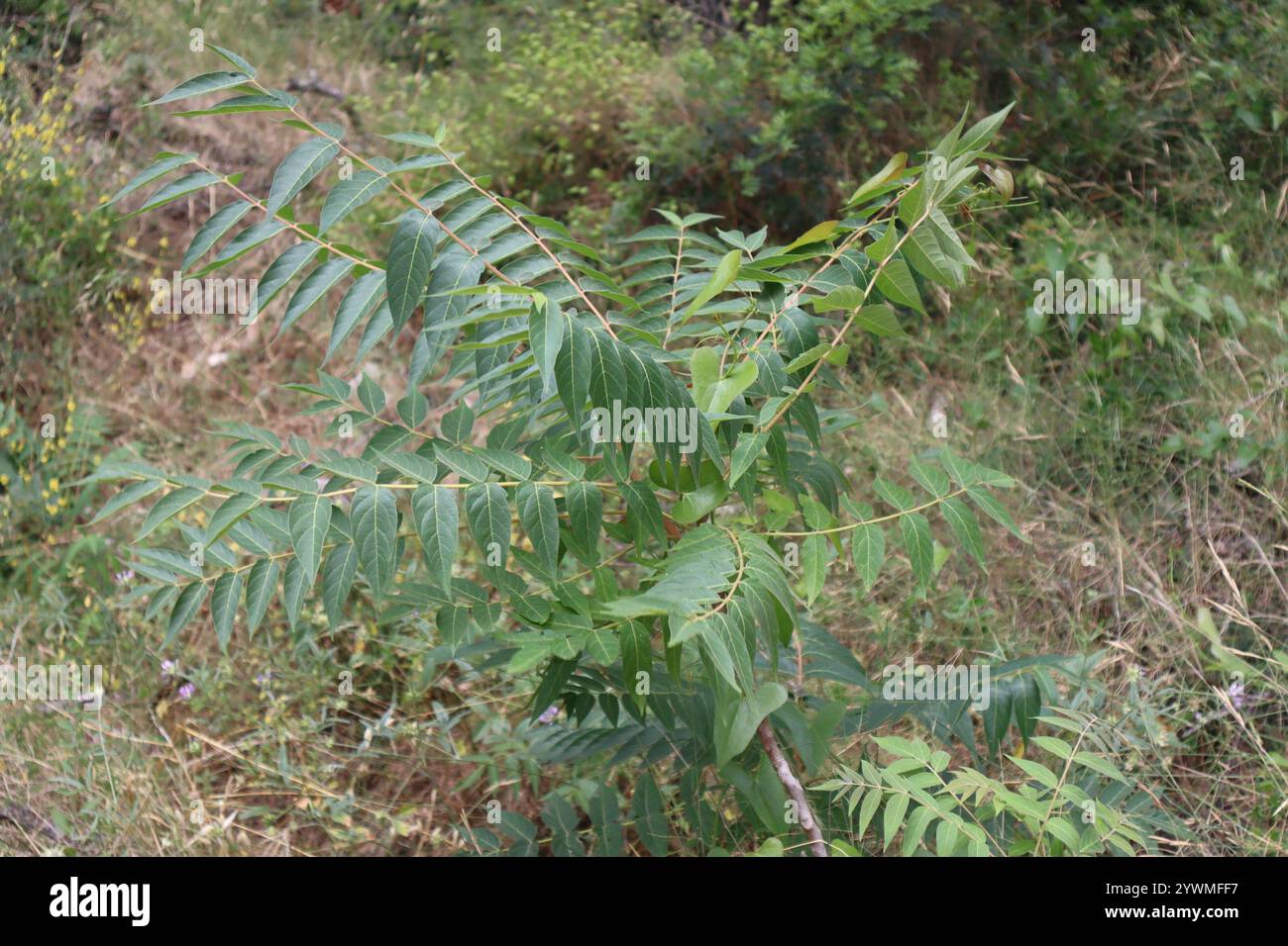 tree-of-heaven (Ailanthus altissima Stock Photo - Alamy