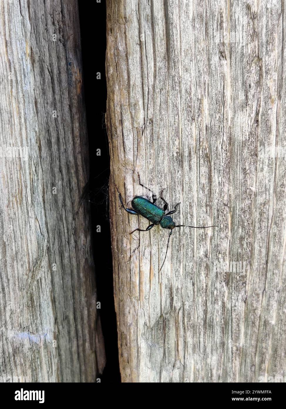 Violet tanbark beetle (Callidium violaceum Stock Photo - Alamy