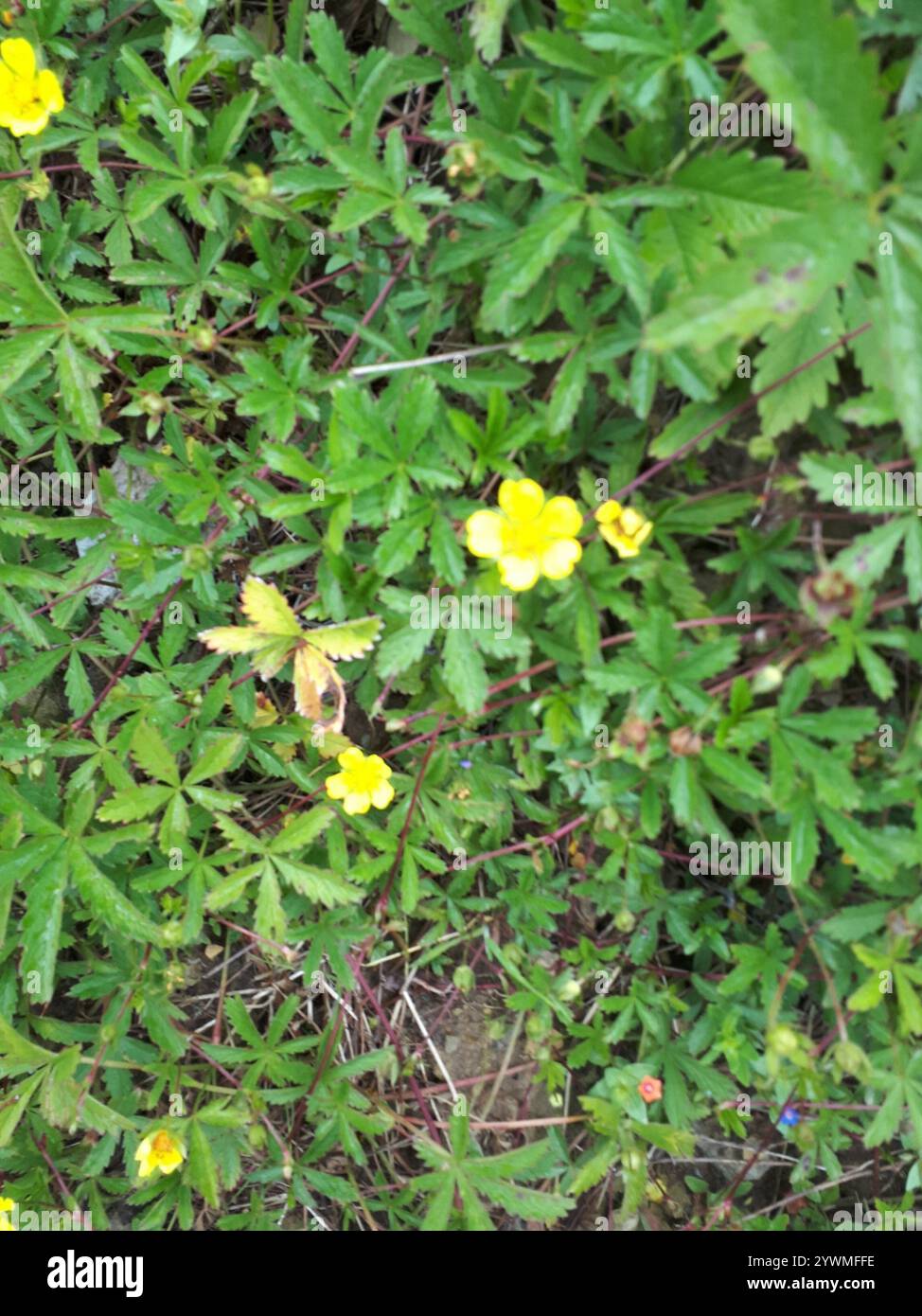 Creeping cinquefoil (Potentilla reptans Stock Photo - Alamy
