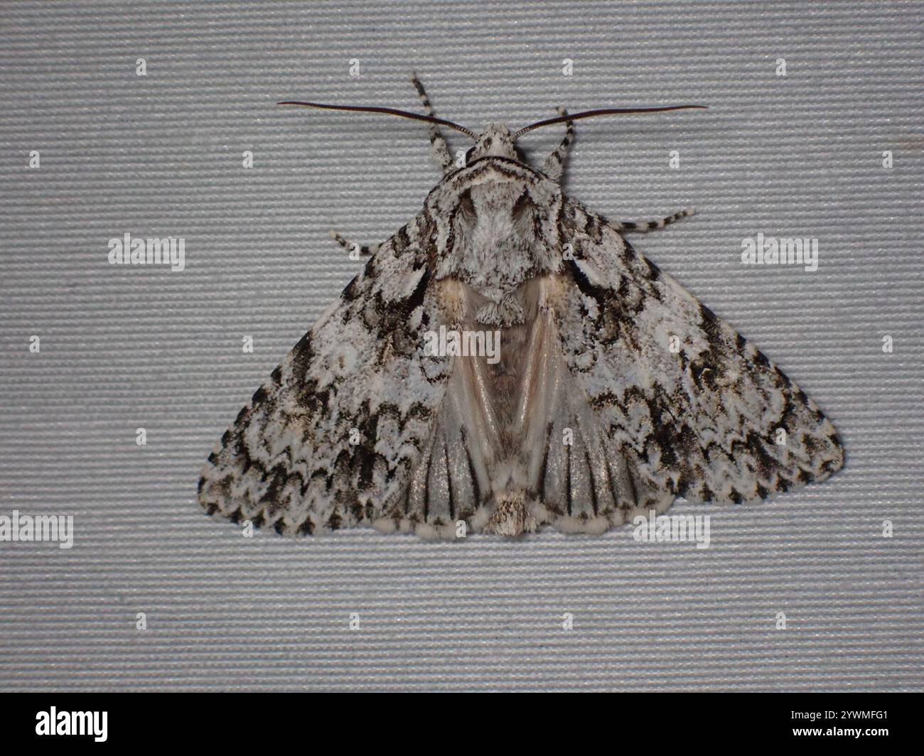 Marbled Oak Dagger (Acronicta marmorata Stock Photo - Alamy