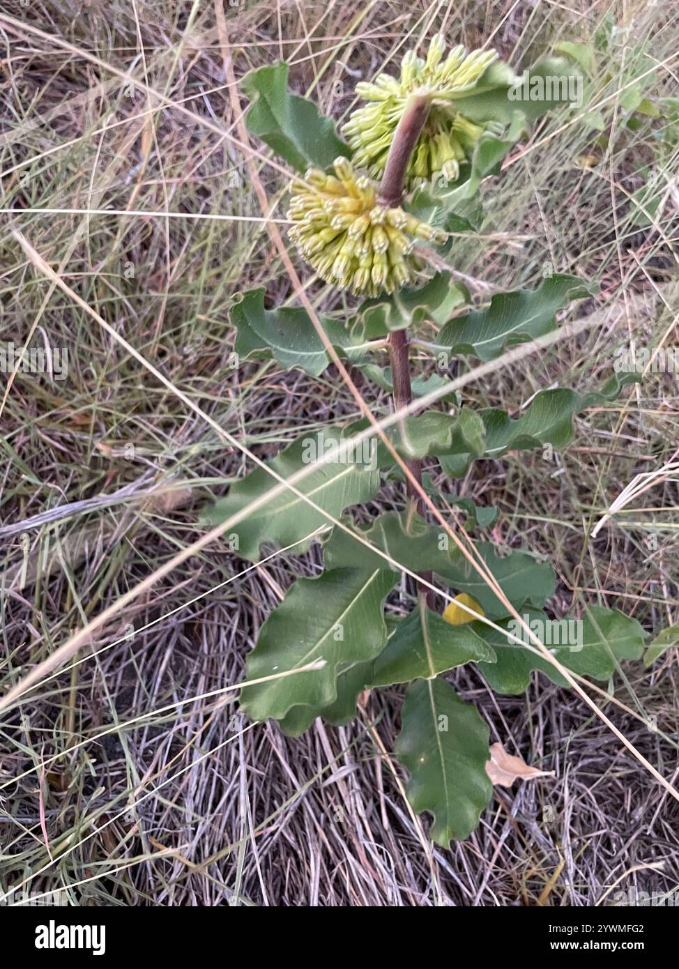 green comet milkweed (Asclepias viridiflora Stock Photo - Alamy