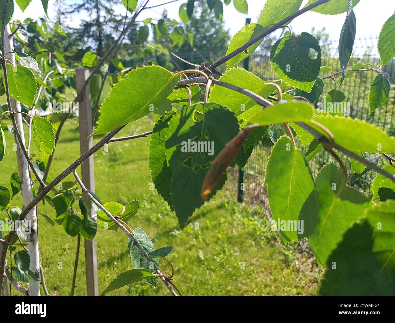 Birch Leaf-rolling Weevil (Deporaus betulae Stock Photo - Alamy