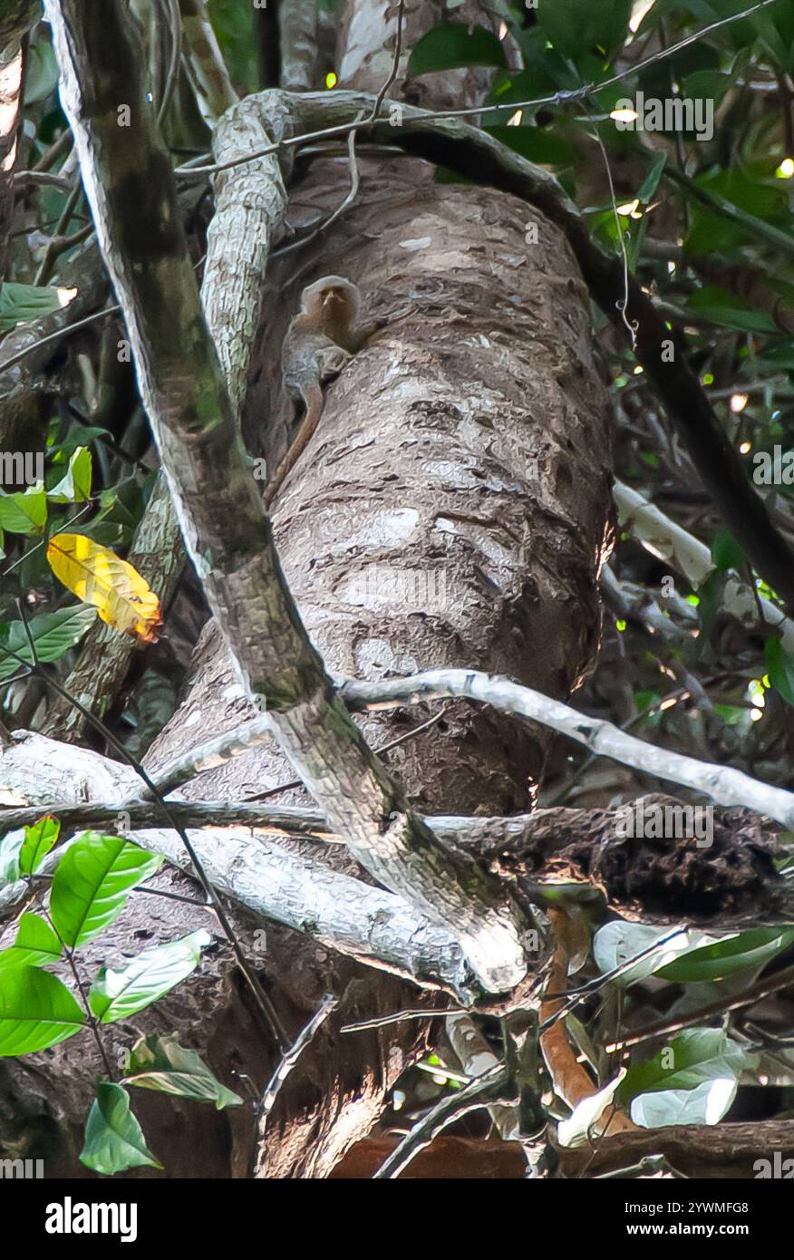 Eastern Pygmy Marmoset (Cebuella niveiventris Stock Photo - Alamy