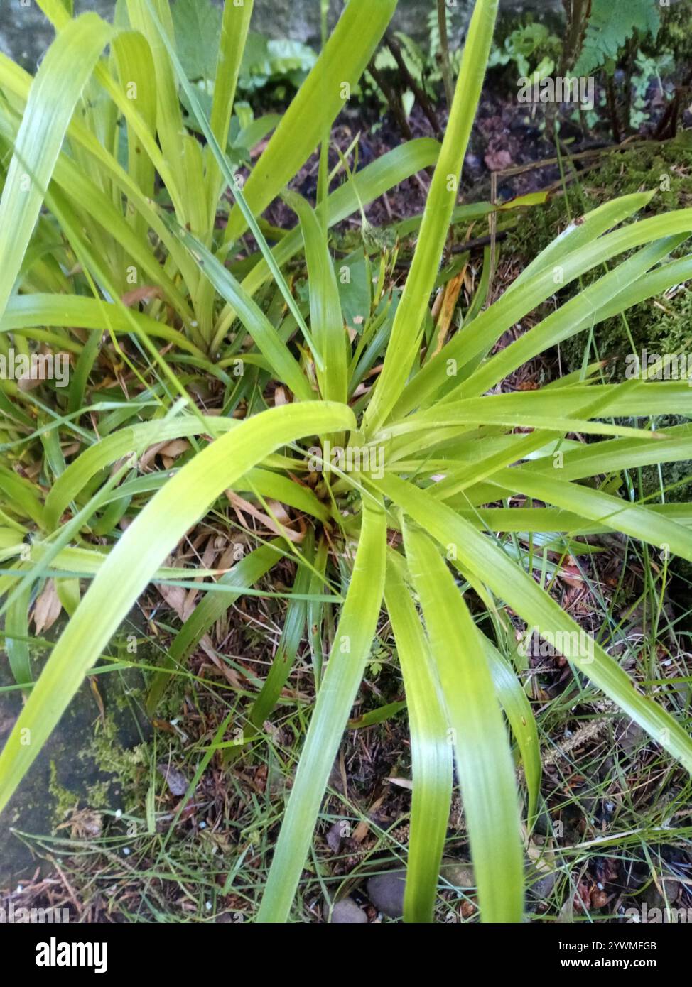 Great Woodrush (Luzula sylvatica Stock Photo - Alamy