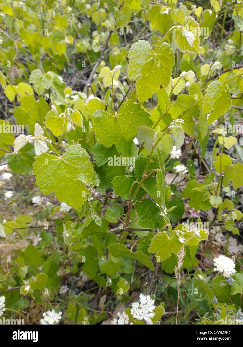 California wild grape (Vitis californica Stock Photo - Alamy