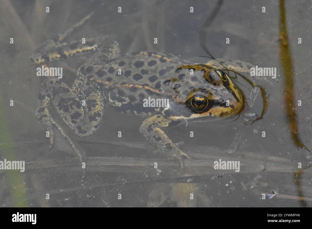 Columbia Spotted Frog (Rana luteiventris Stock Photo - Alamy