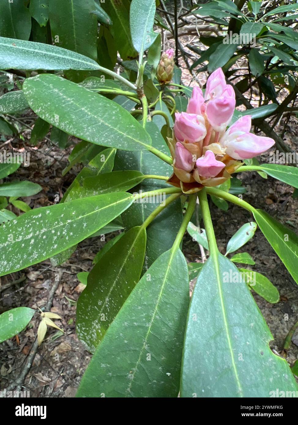 great rhododendron (Rhododendron maximum Stock Photo - Alamy