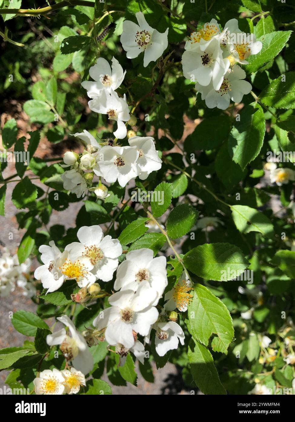 multiflora rose (Rosa multiflora Stock Photo - Alamy