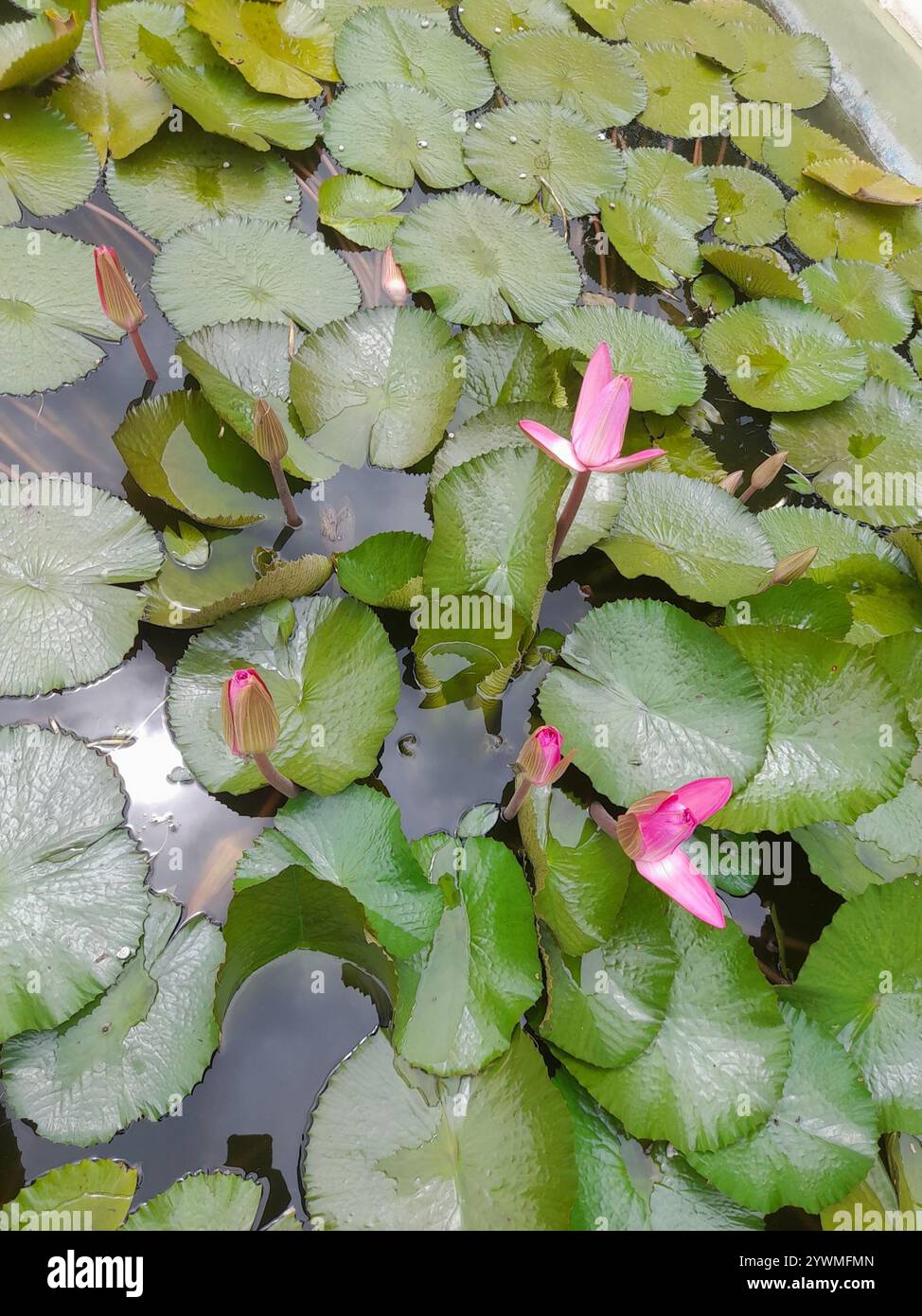 Water lily nymphaea rubra hi-res stock photography and images - Alamy