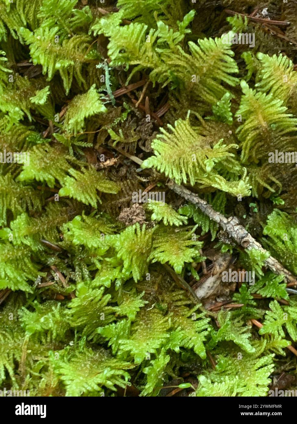 Ostrich-plume Moss (Ptilium crista-castrensis Stock Photo - Alamy