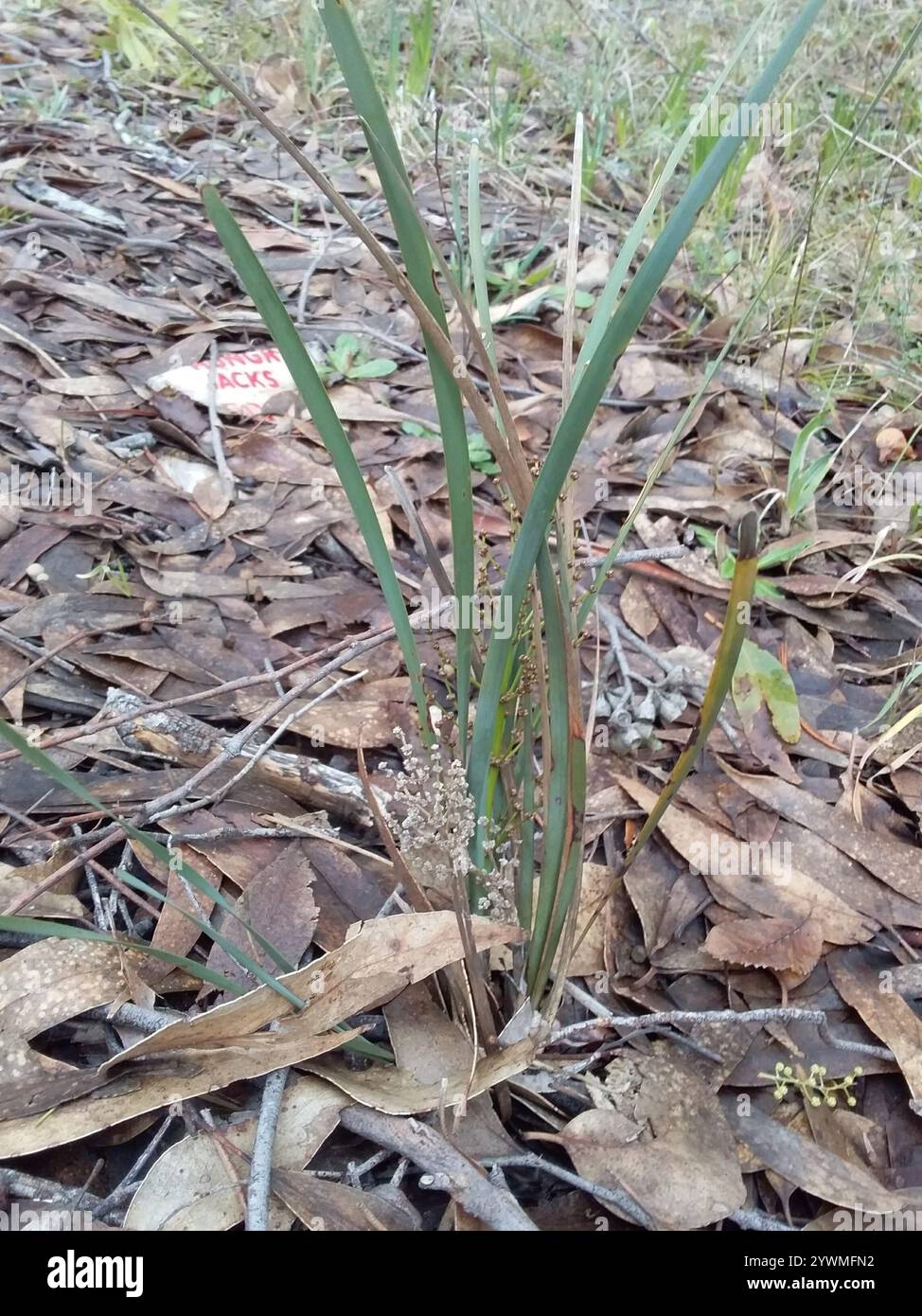 iron-grass (Lomandra multiflora dura Stock Photo - Alamy