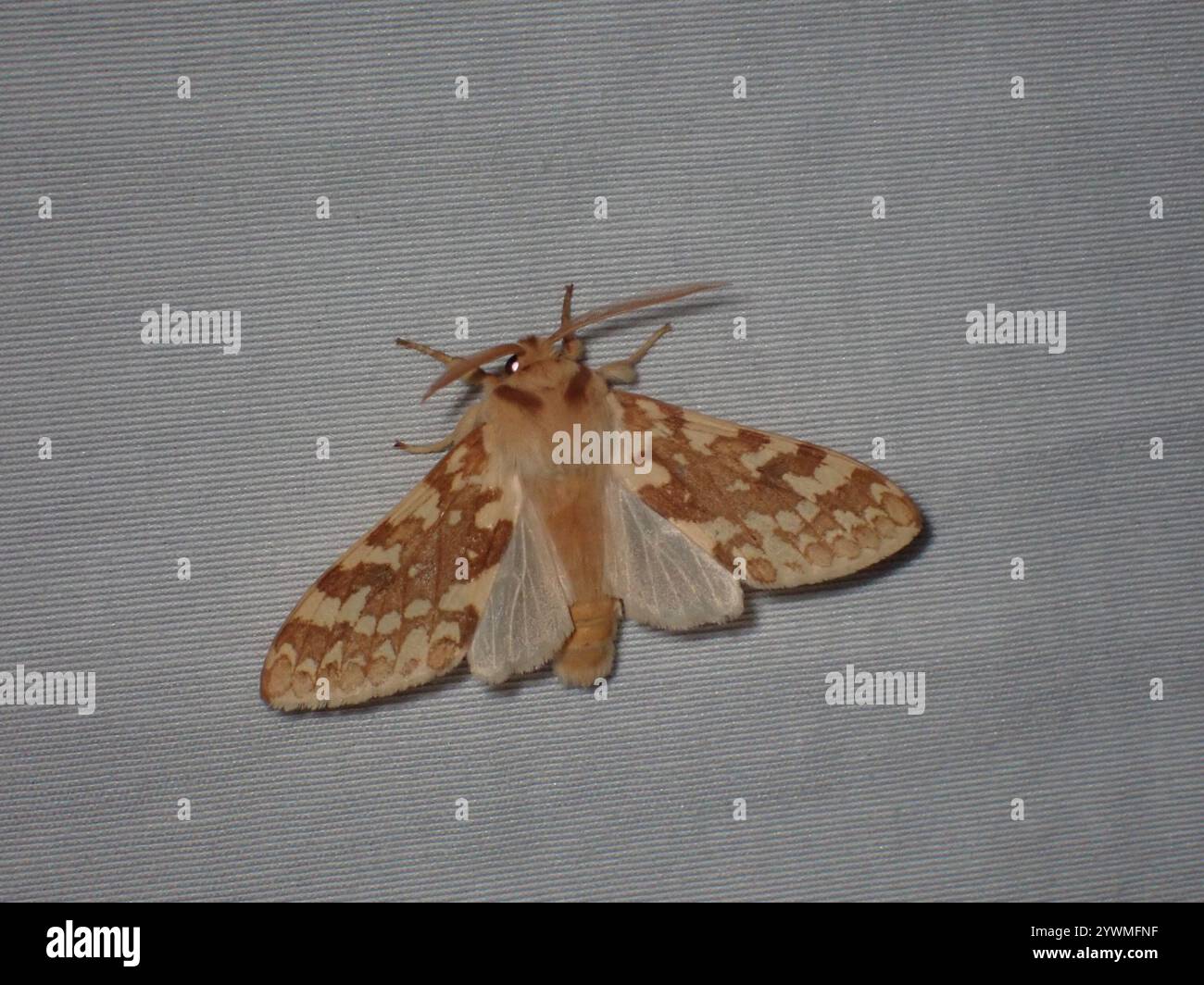 Spotted Tussock Moth (Lophocampa maculata Stock Photo - Alamy