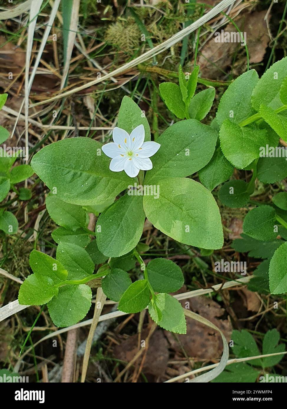 Arctic Starflower (Lysimachia europaea Stock Photo - Alamy
