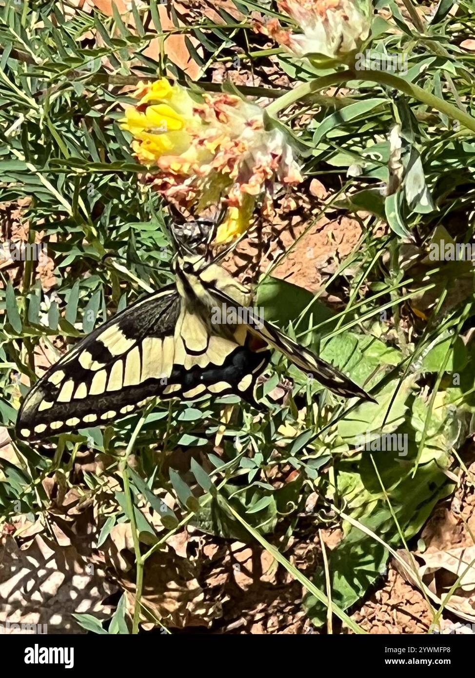 Old World Swallowtail (Papilio machaon Stock Photo - Alamy