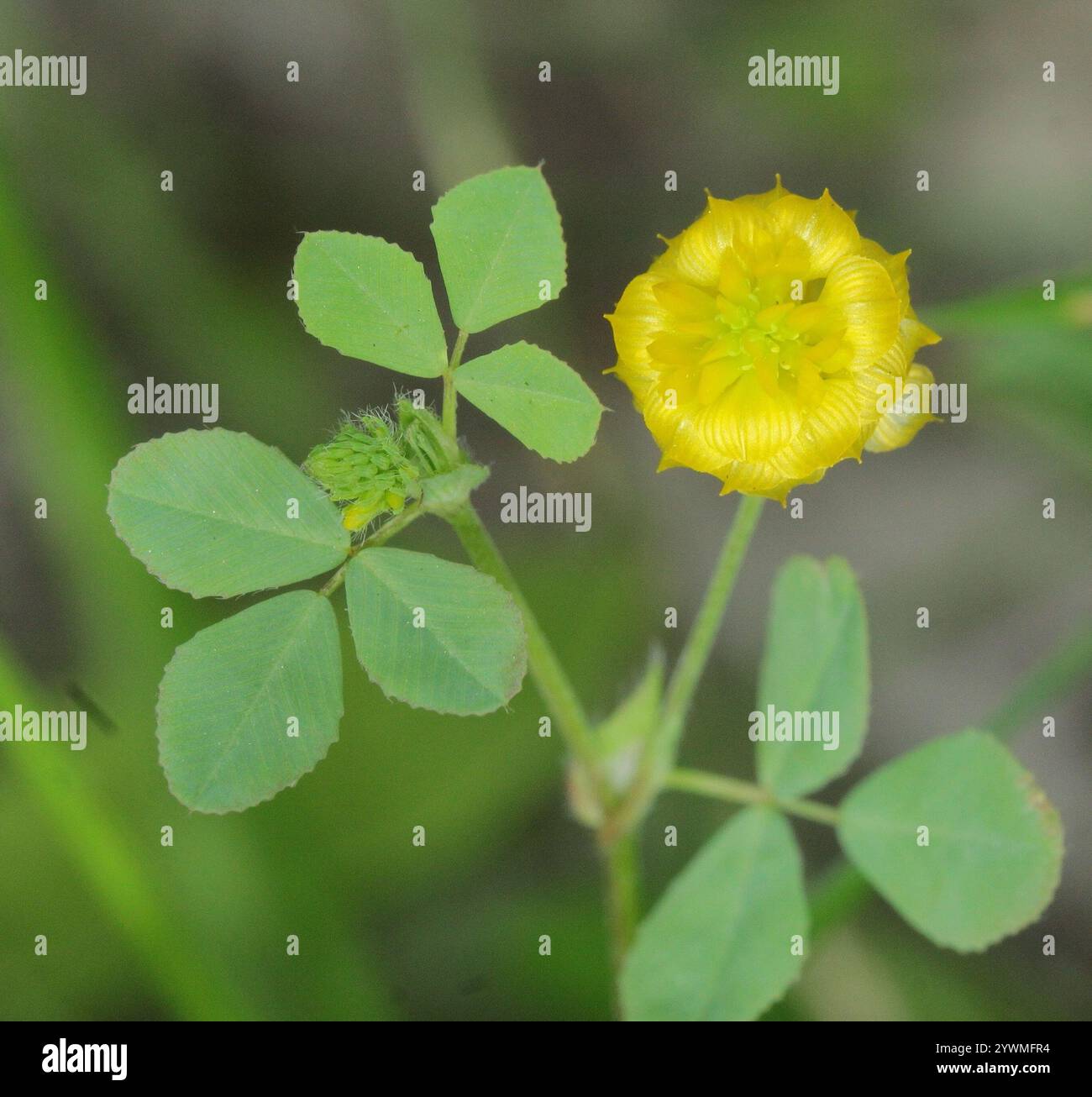 hop trefoil (Trifolium campestre Stock Photo - Alamy