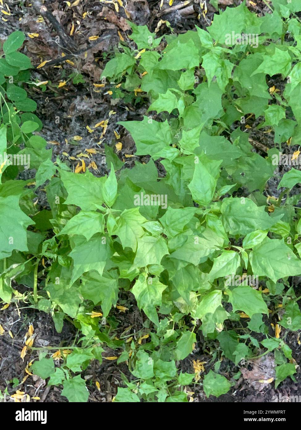 maple-leaved goosefoot complex (Chenopodiastrum simplex Stock Photo - Alamy