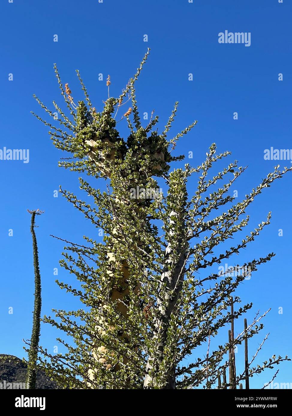 Boojum tree (Fouquieria columnaris Stock Photo - Alamy