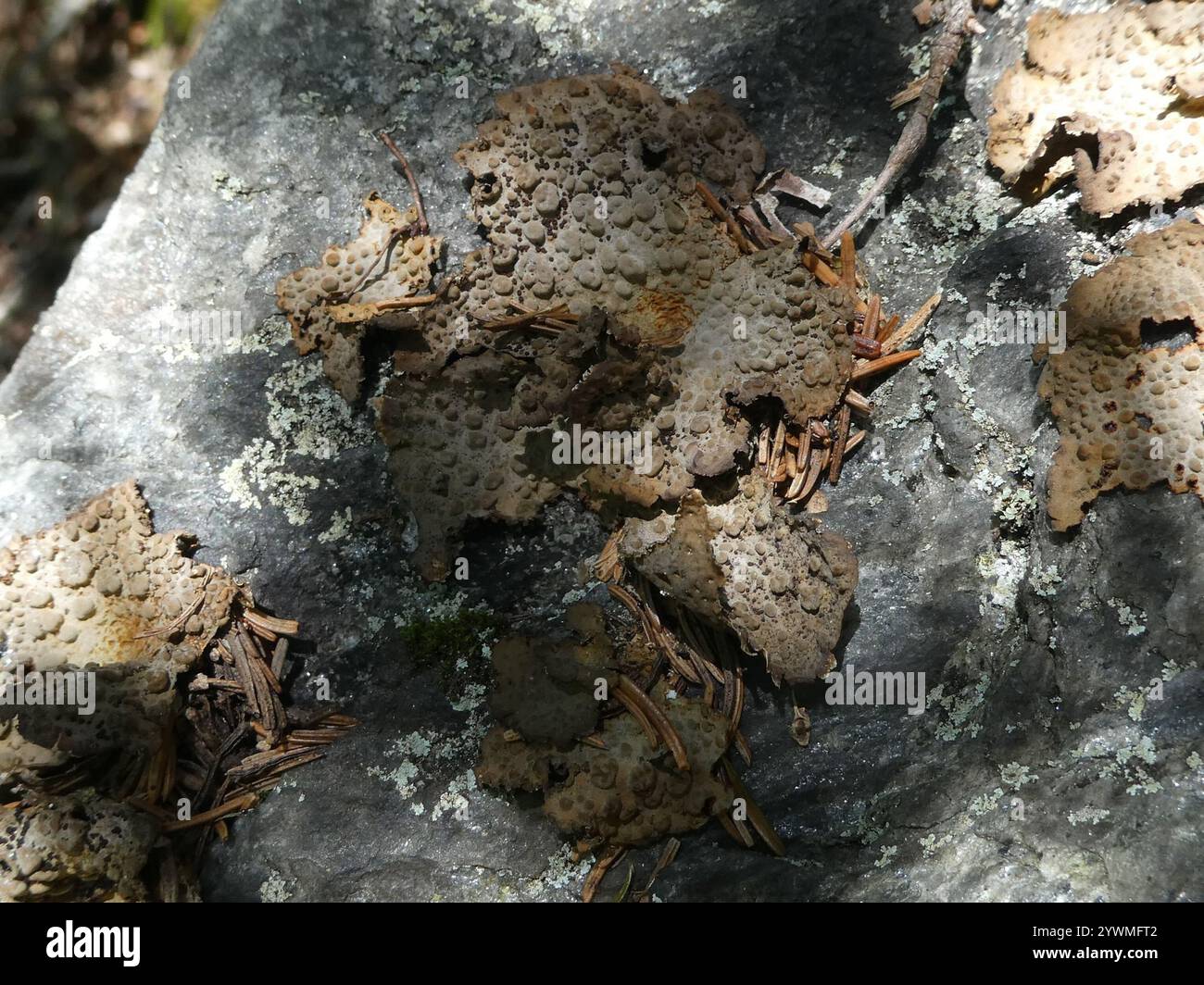 Common Toadskin Lichen (Lasallia papulosa Stock Photo - Alamy