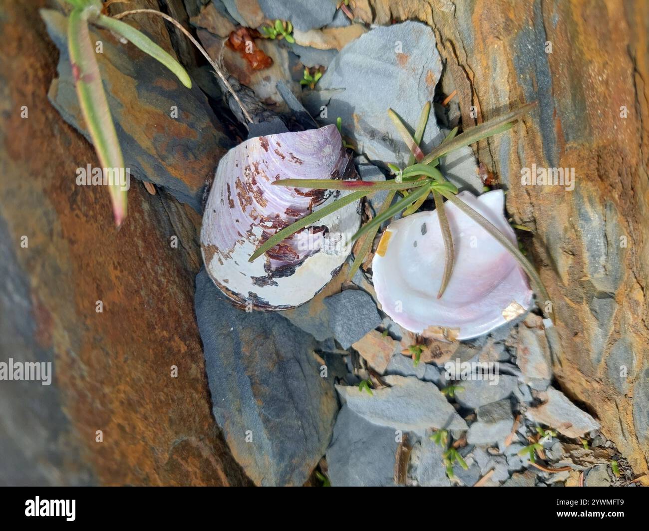 Northern Horsemussel (Modiolus modiolus Stock Photo - Alamy