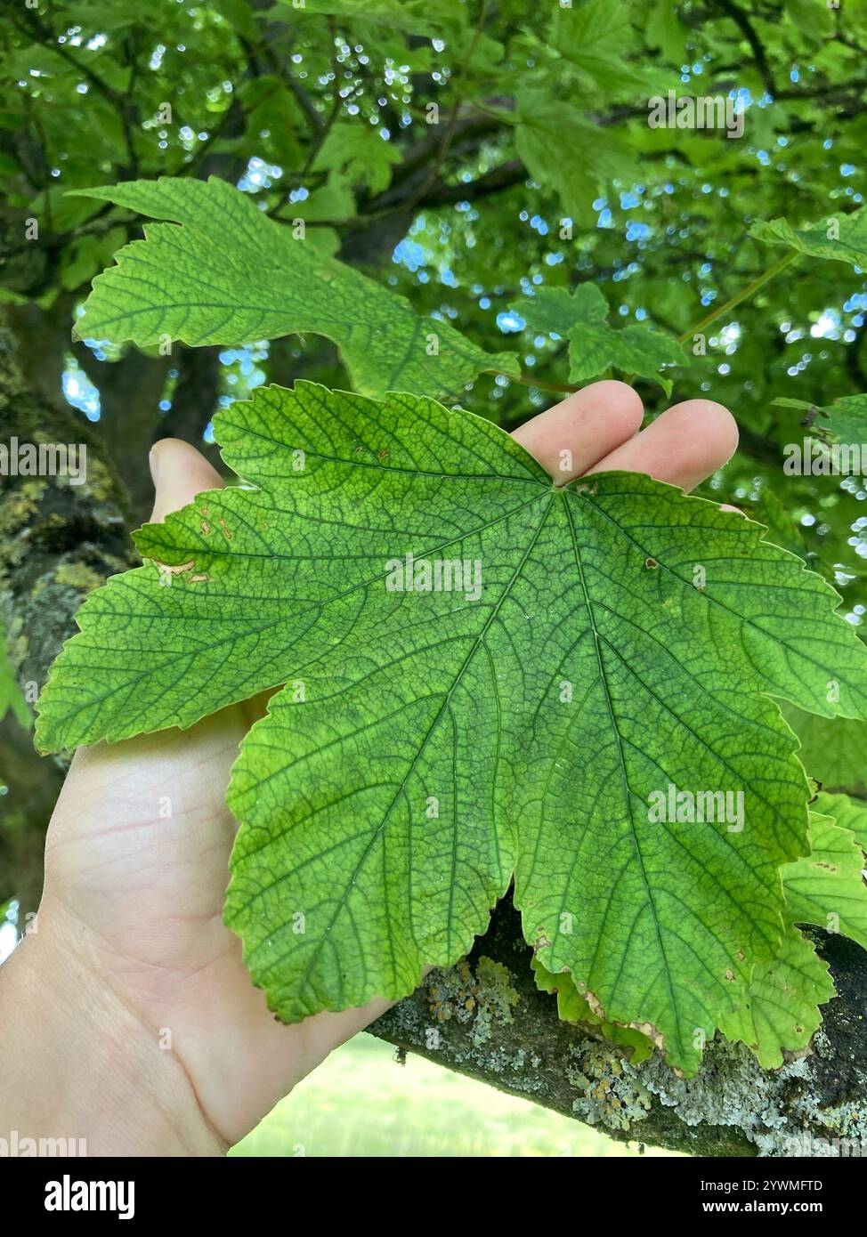 sycamore maple (Acer pseudoplatanus Stock Photo - Alamy