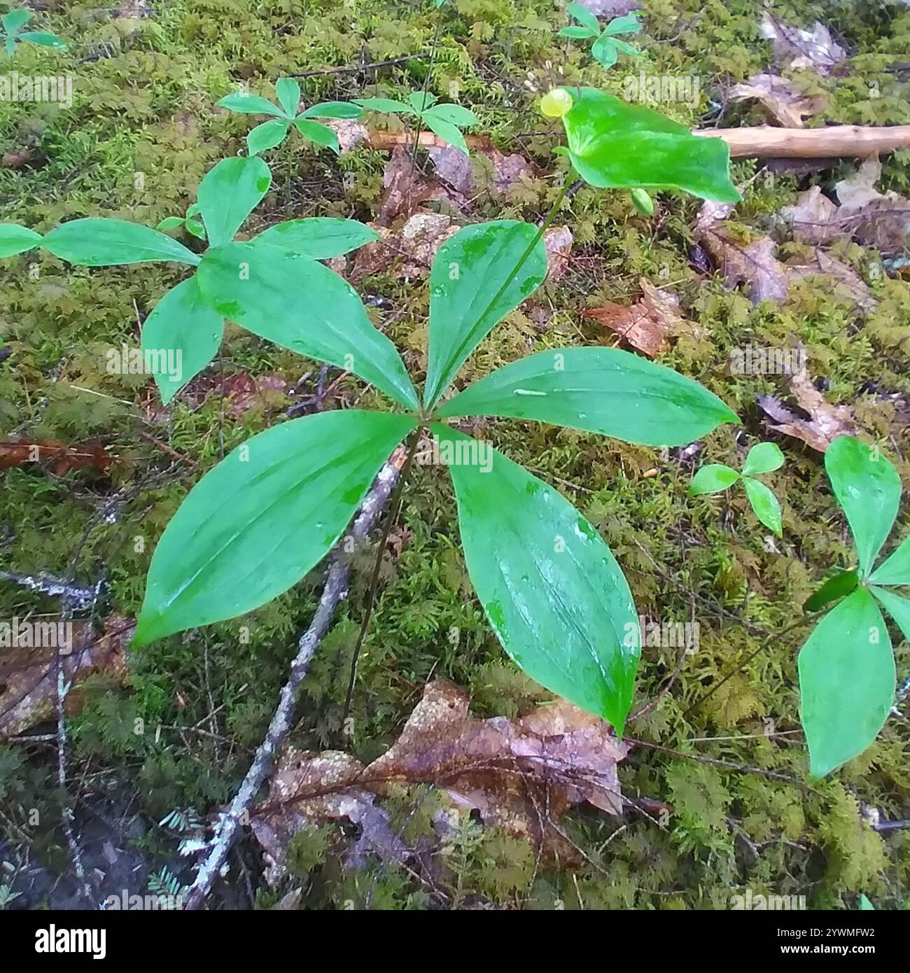 Cucumber Root (Medeola virginiana Stock Photo - Alamy