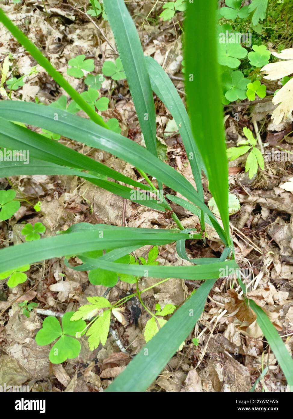 Wood Millet (Milium effusum Stock Photo - Alamy