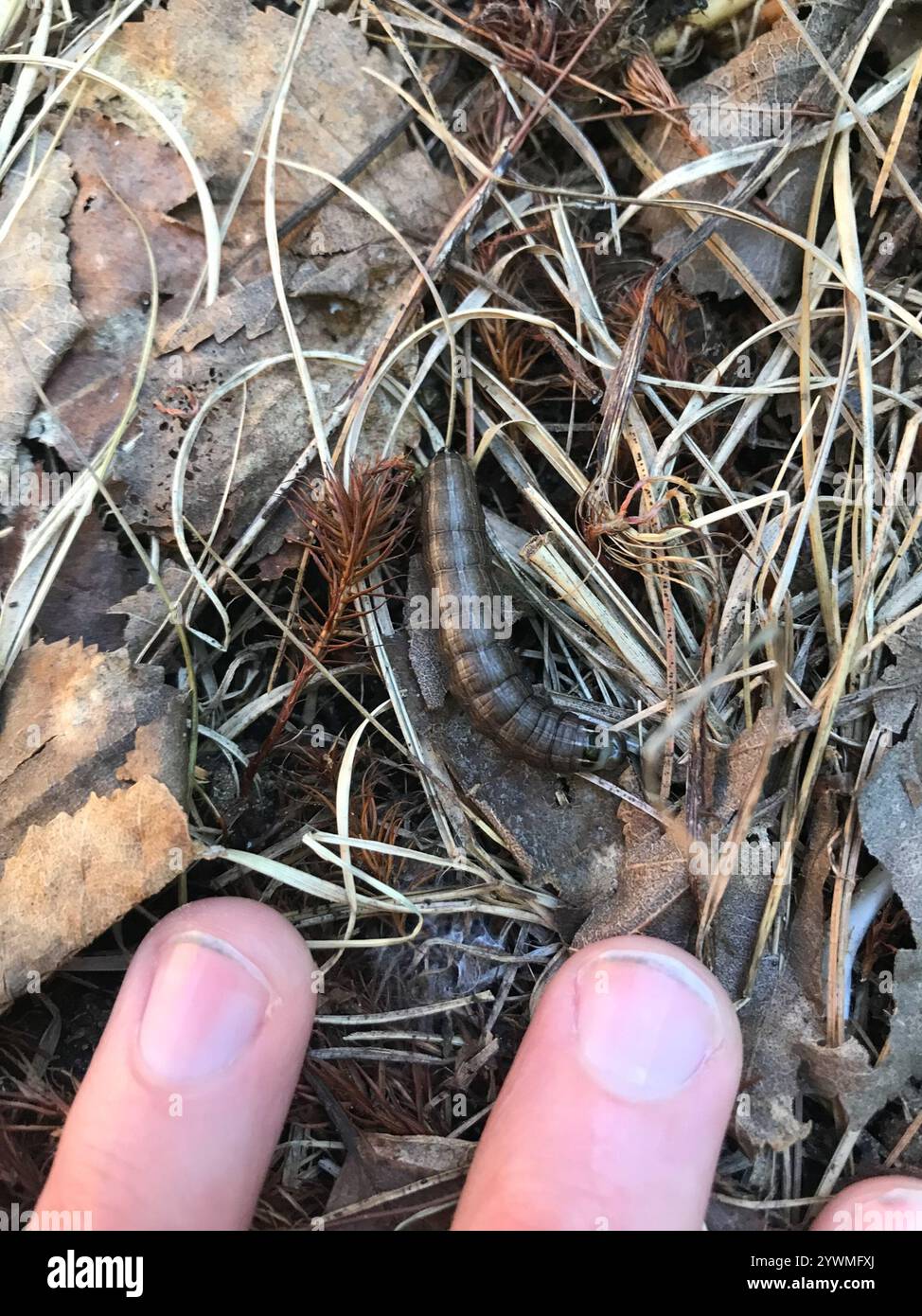 Bronzed Cutworm Moth (Nephelodes minians Stock Photo - Alamy