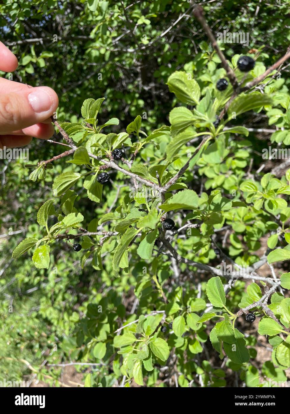 common buckthorn (Rhamnus cathartica Stock Photo - Alamy