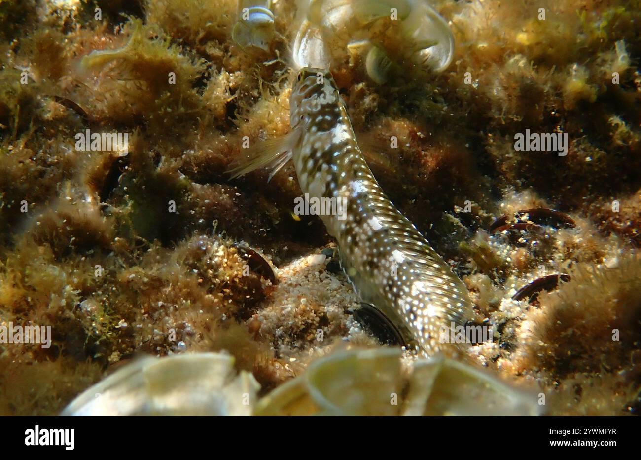 Peacock Blenny (Salaria pavo Stock Photo - Alamy