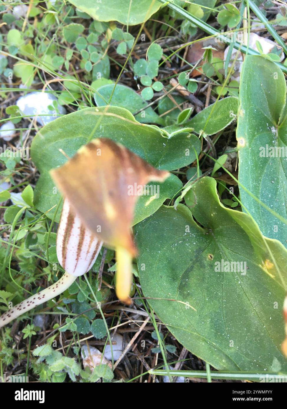 Friar's-cowl (Arisarum vulgare Stock Photo - Alamy