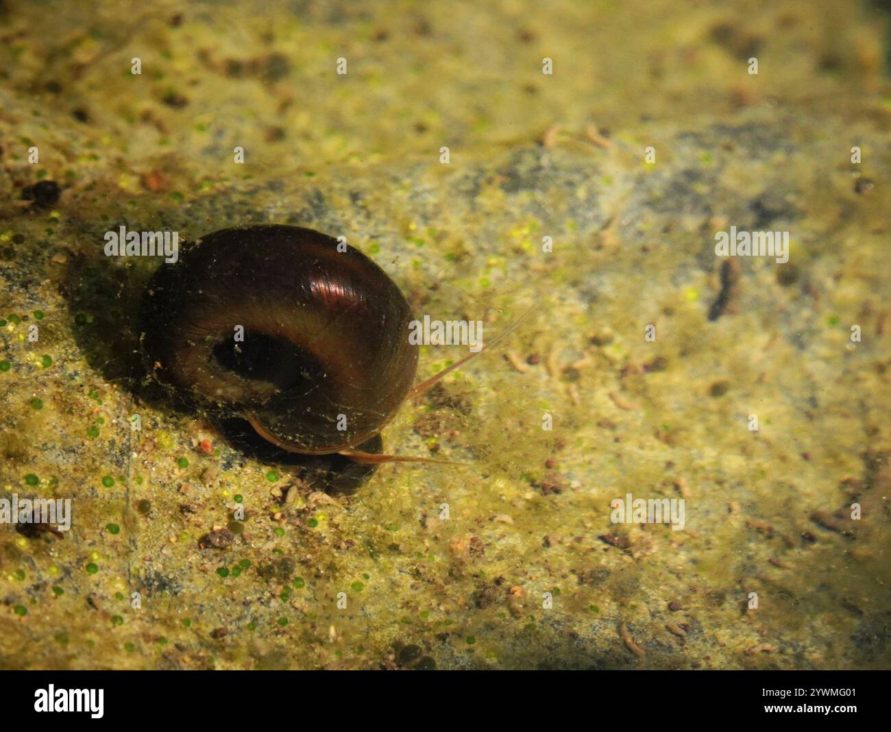 Great Ram's-horn (Planorbarius corneus Stock Photo - Alamy