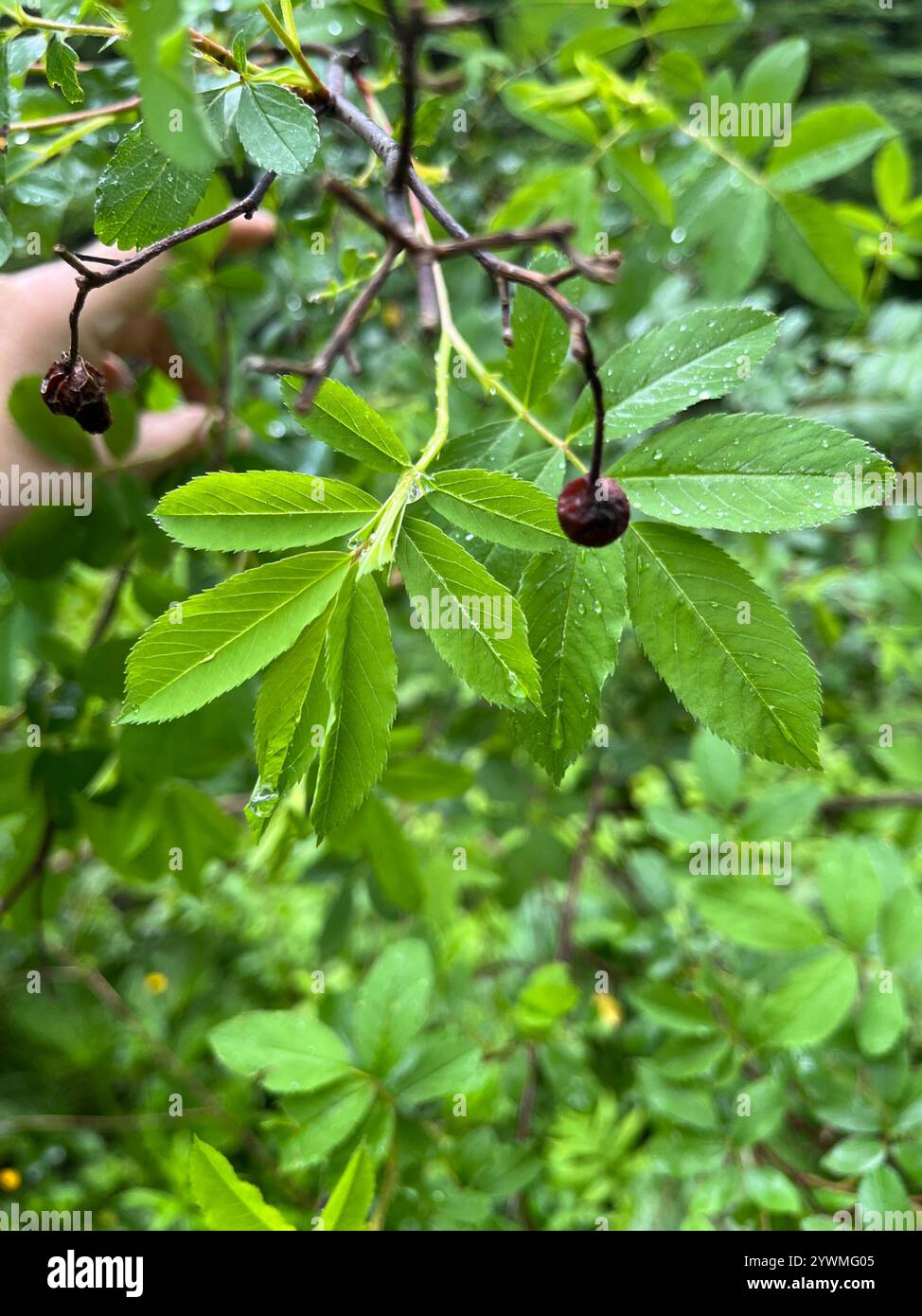 swamp rose (Rosa palustris Stock Photo - Alamy
