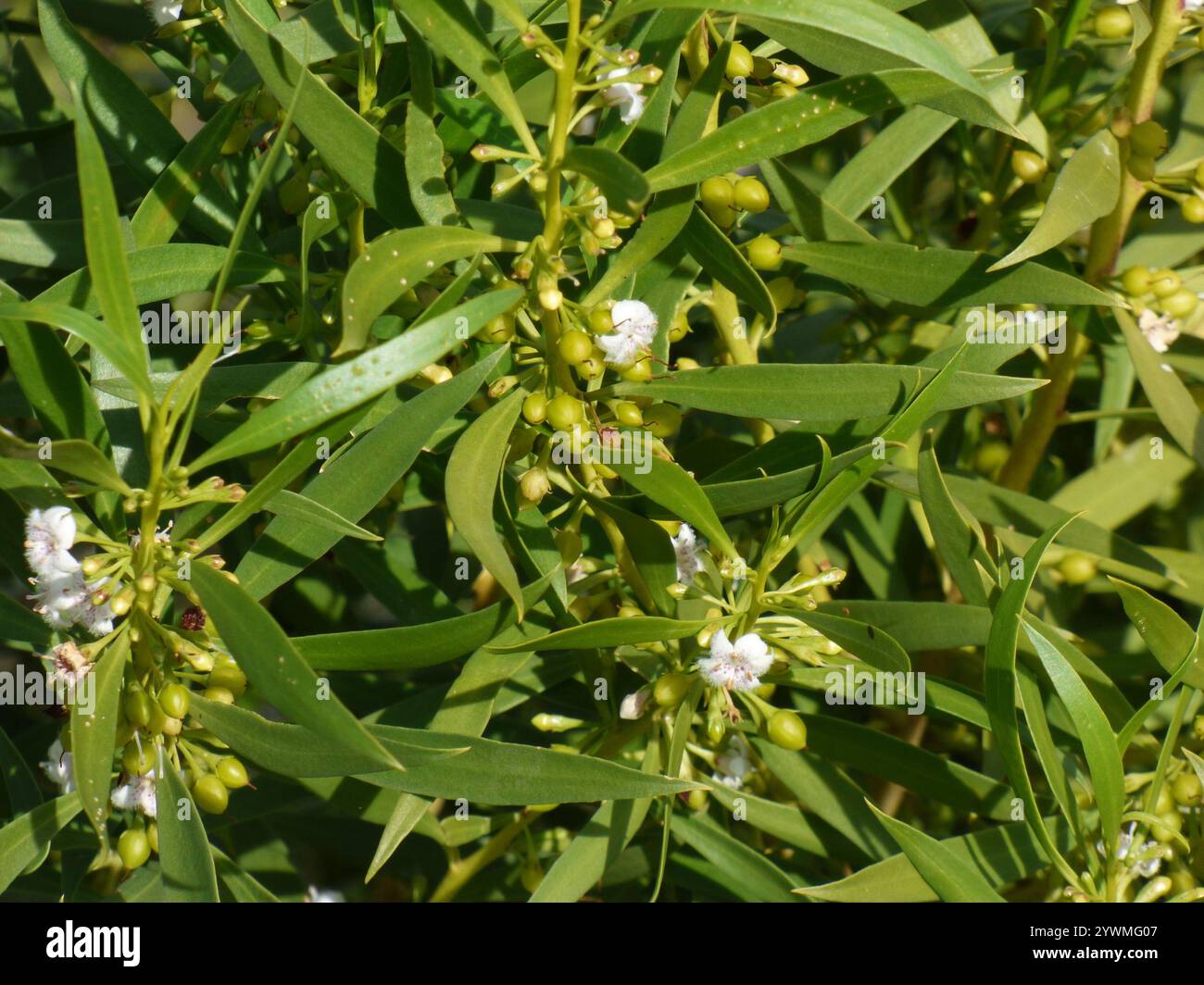 waterbush (Myoporum montanum Stock Photo - Alamy