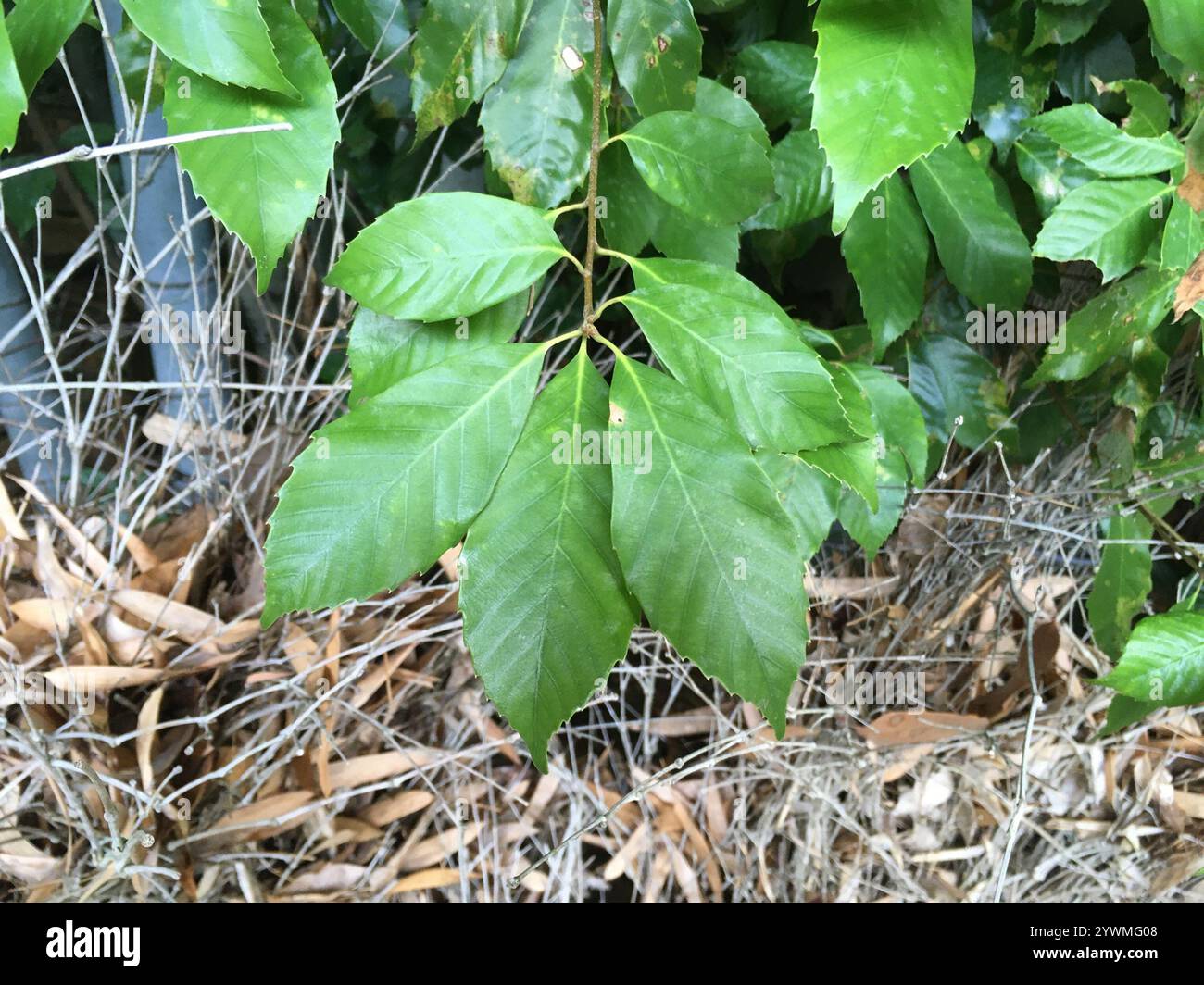 ring-cupped oak (Quercus glauca Stock Photo - Alamy