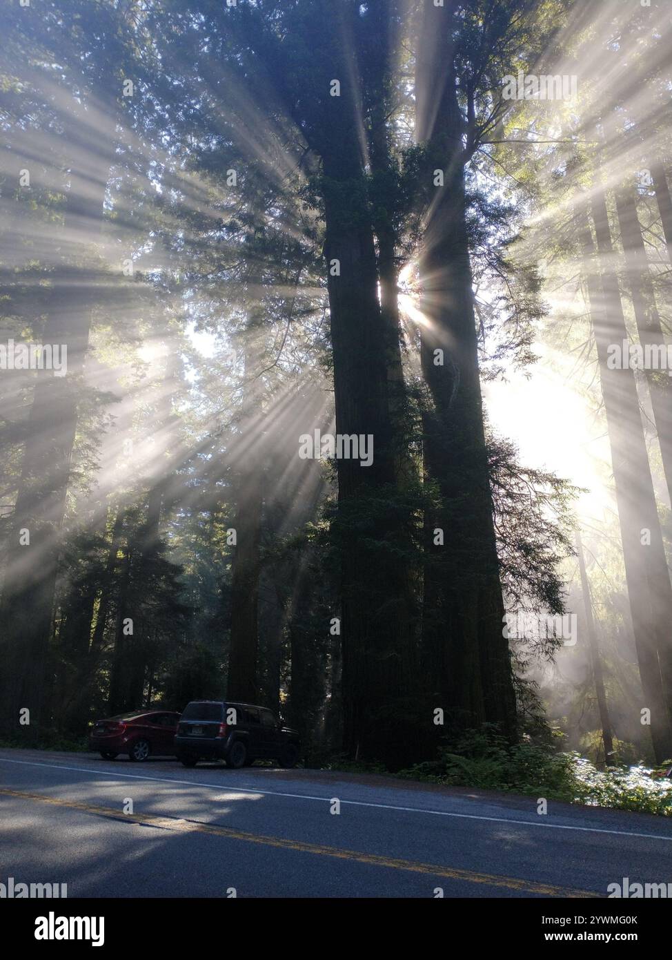 coast redwood (Sequoia sempervirens Stock Photo - Alamy