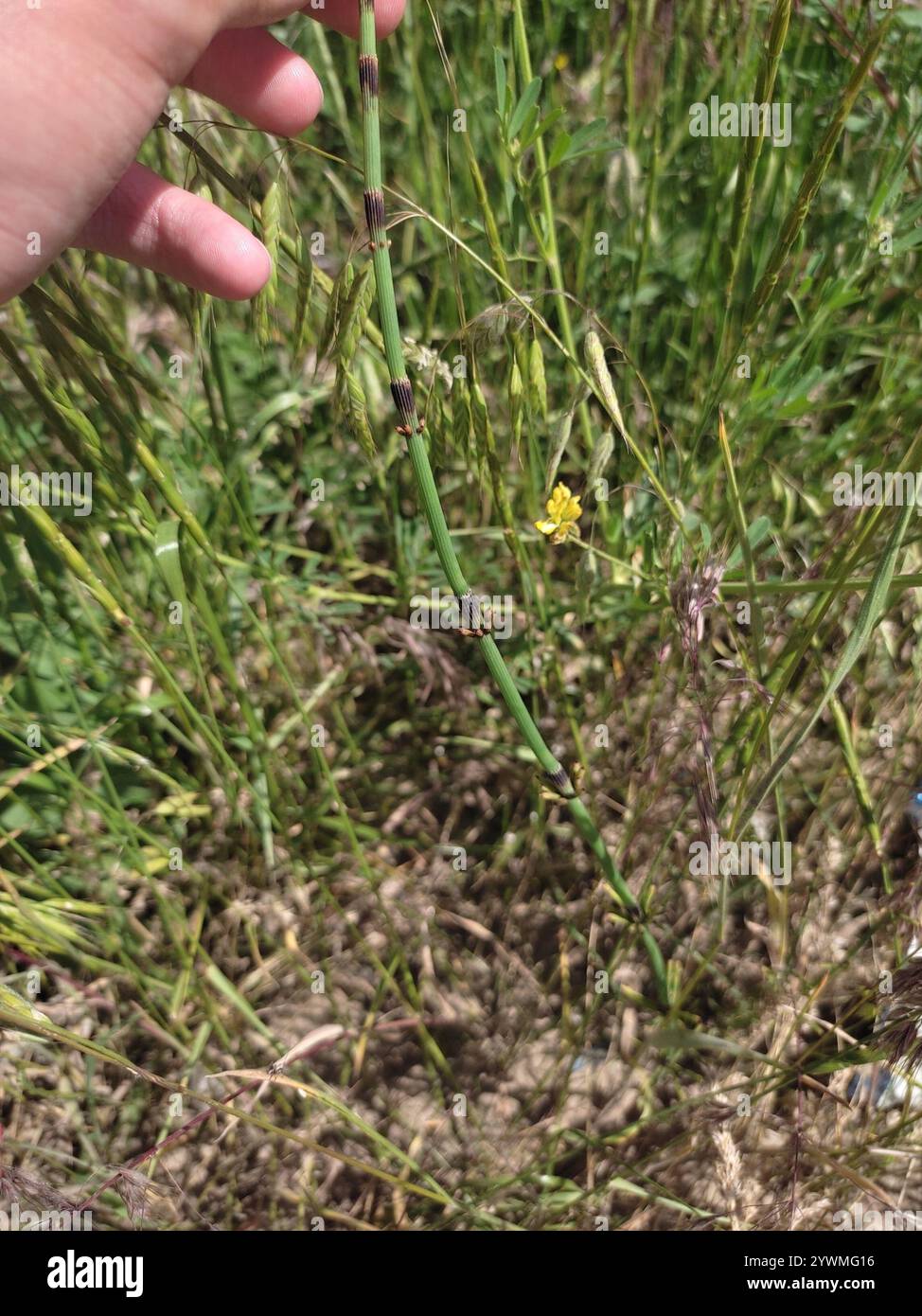 Branched Horsetail (Equisetum ramosissimum Stock Photo - Alamy