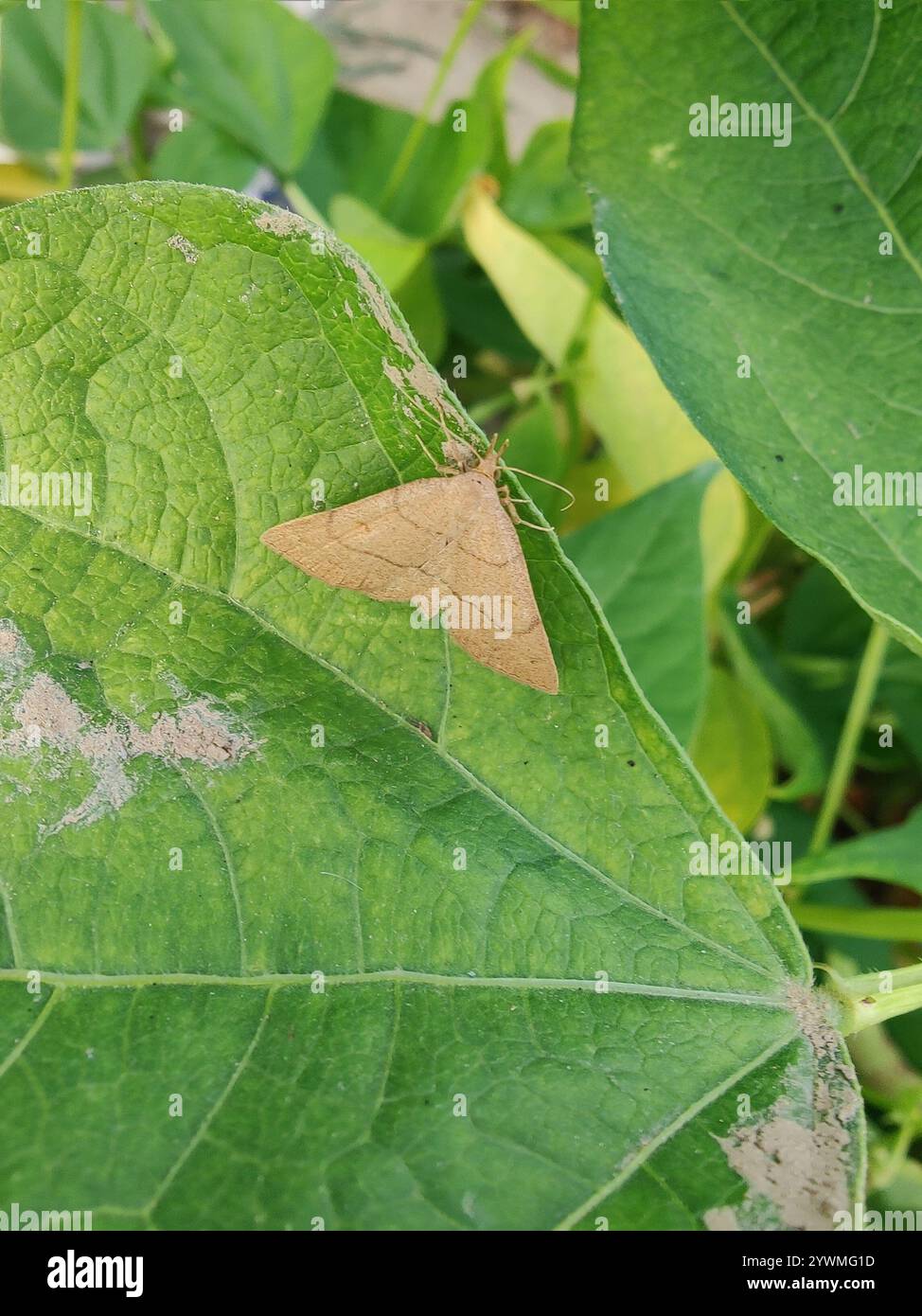 Clay Fan-foot (Paracolax tristalis Stock Photo - Alamy