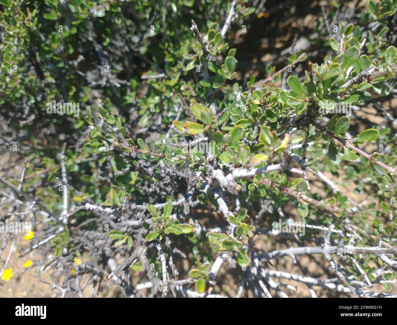 Buckbrush (Ceanothus cuneatus Stock Photo - Alamy