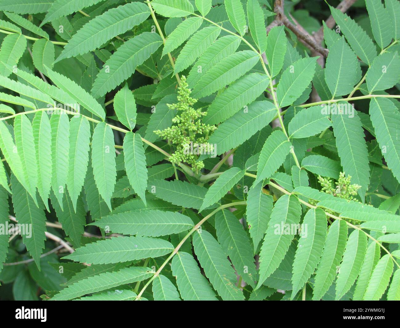 smooth sumac (Rhus glabra Stock Photo - Alamy
