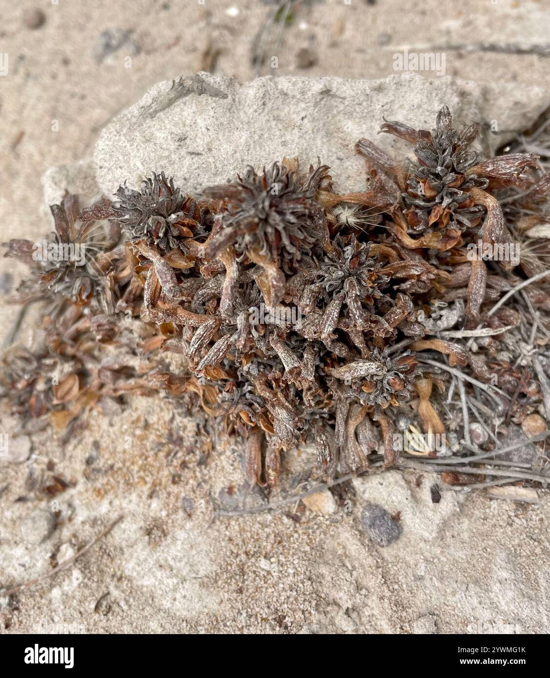 Chaparral Broomrape (Aphyllon tuberosum Stock Photo - Alamy
